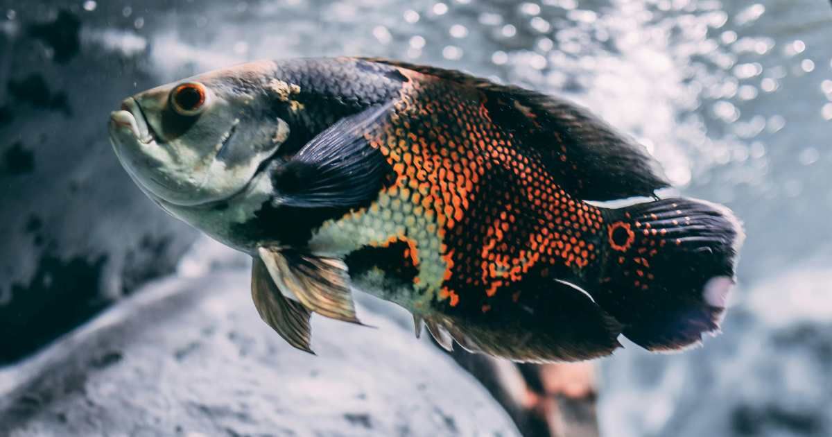 Experts Declare a 66-Million-Year-Old Fish's Vomit as a National ...