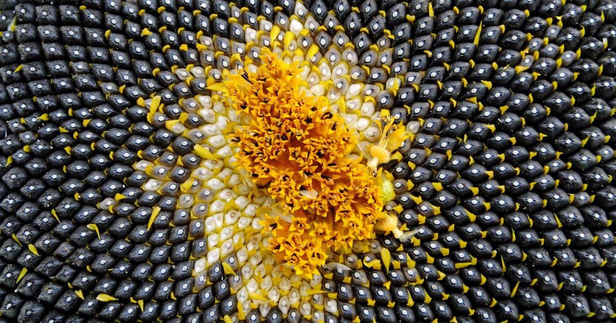 Rare New Sunflower Species ‘Wooly Devil’ Discovered in a US National ...