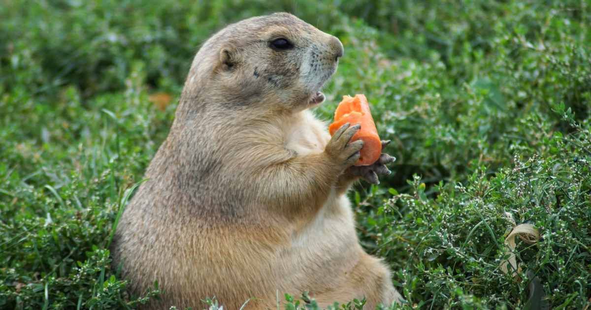 Scientists Flew Gophers to Mount St. Helens After an Eruption for Just ...