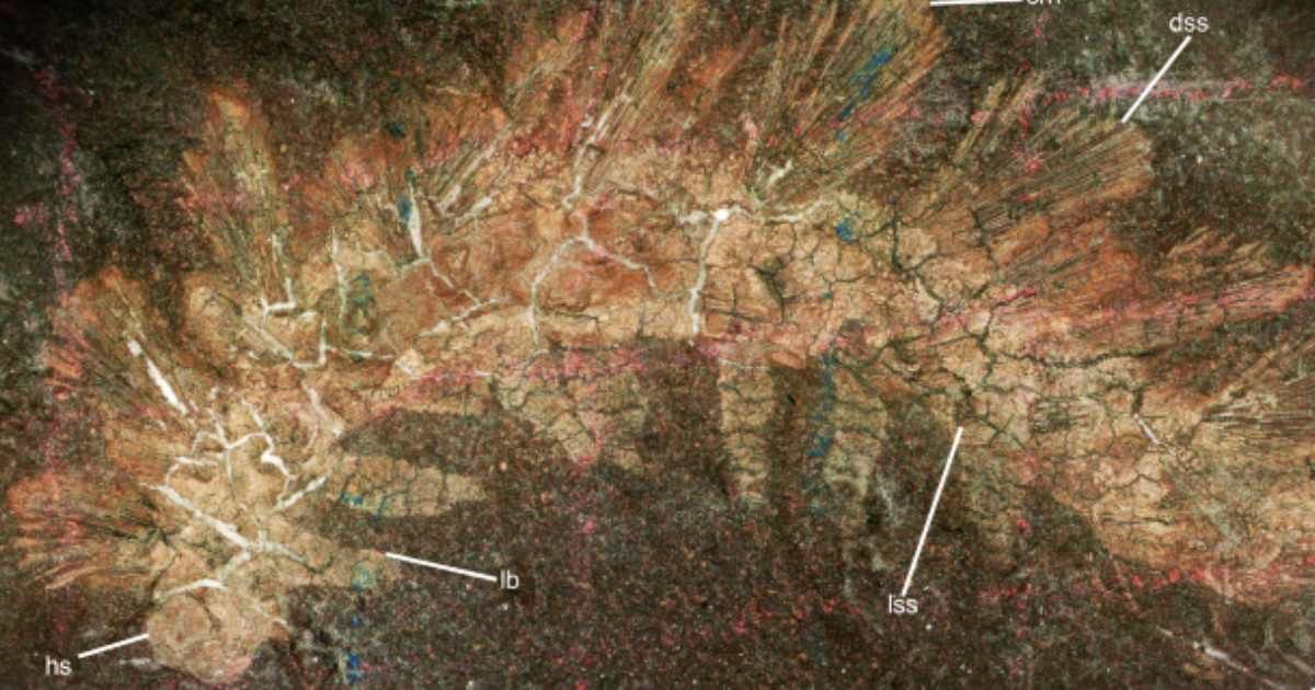 Forgotten Fossil Unearthed With Clues That Could Redefine Terrestrial ...