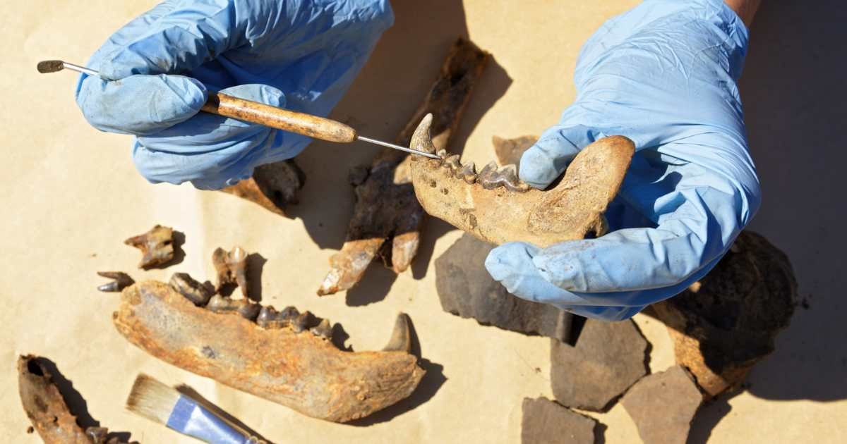 300,000-Year-Old Teeth Found in China Reveal Homo Sapiens and Homo ...