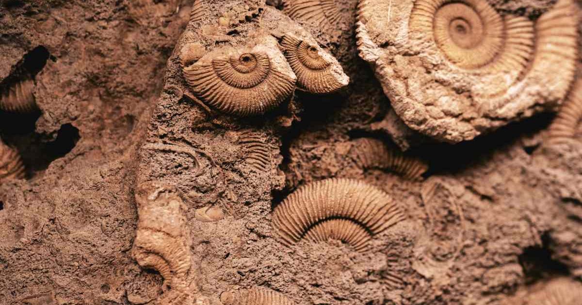 Scientists left stunned after finding 520-million-year-old fossil with ...