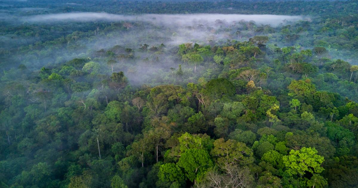 Amazon rainforest facing climate conditions not seen in Earth's history ...